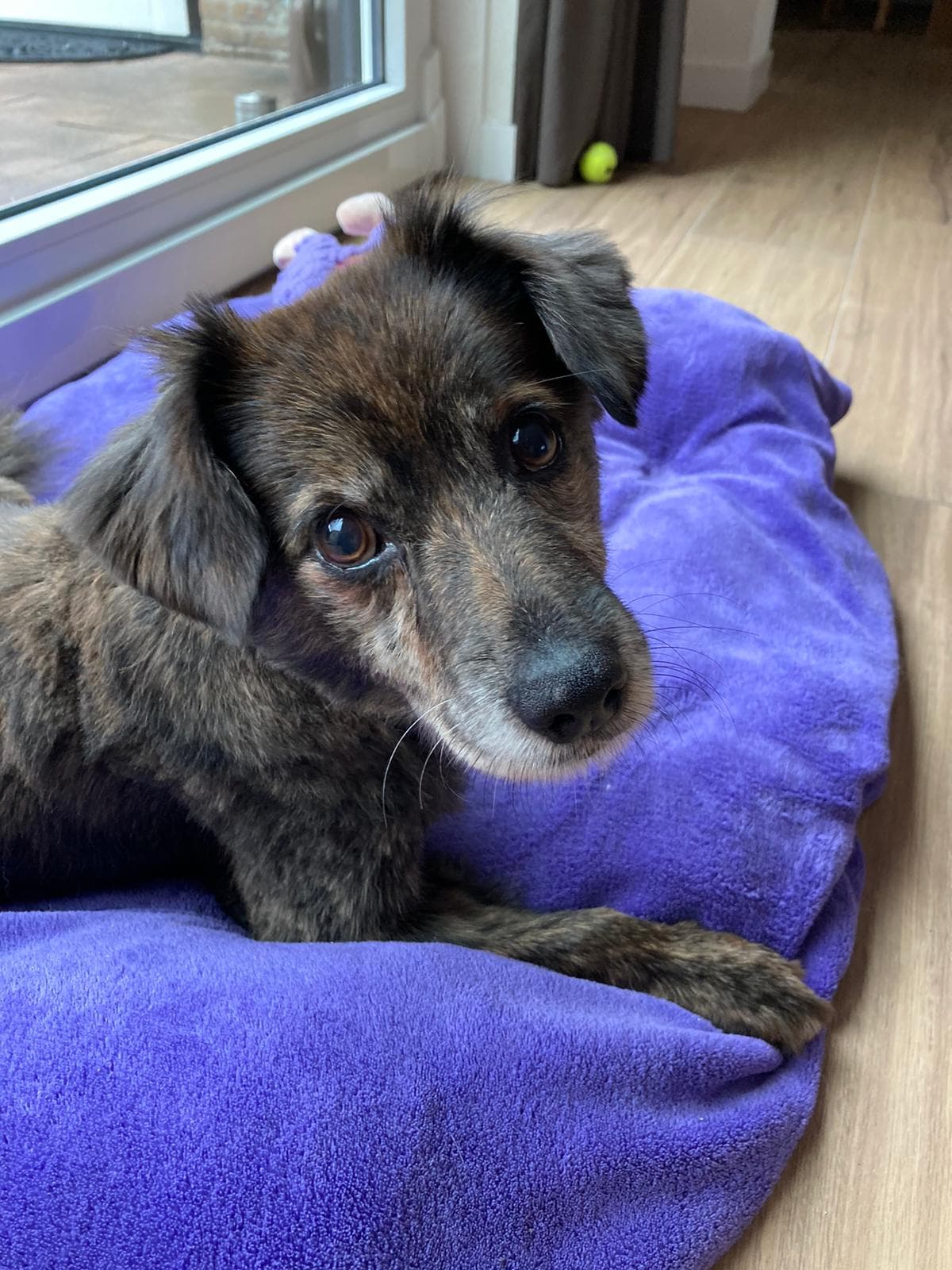 Gayo | Animal in need