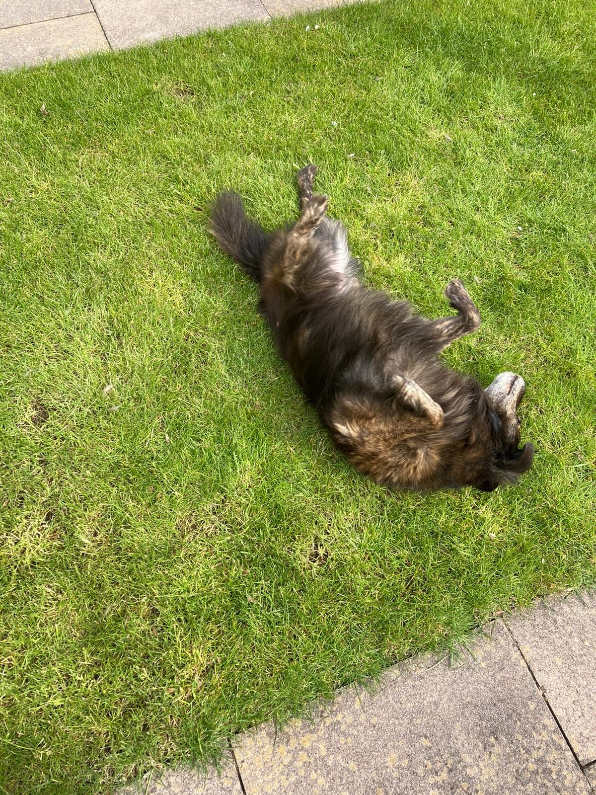 Gayo | Animal in need