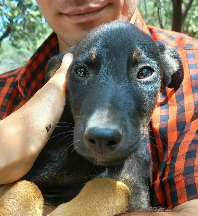 Dante | Animal in need