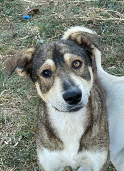 Animal in need | Stichting Second Chance Foundation Nederland