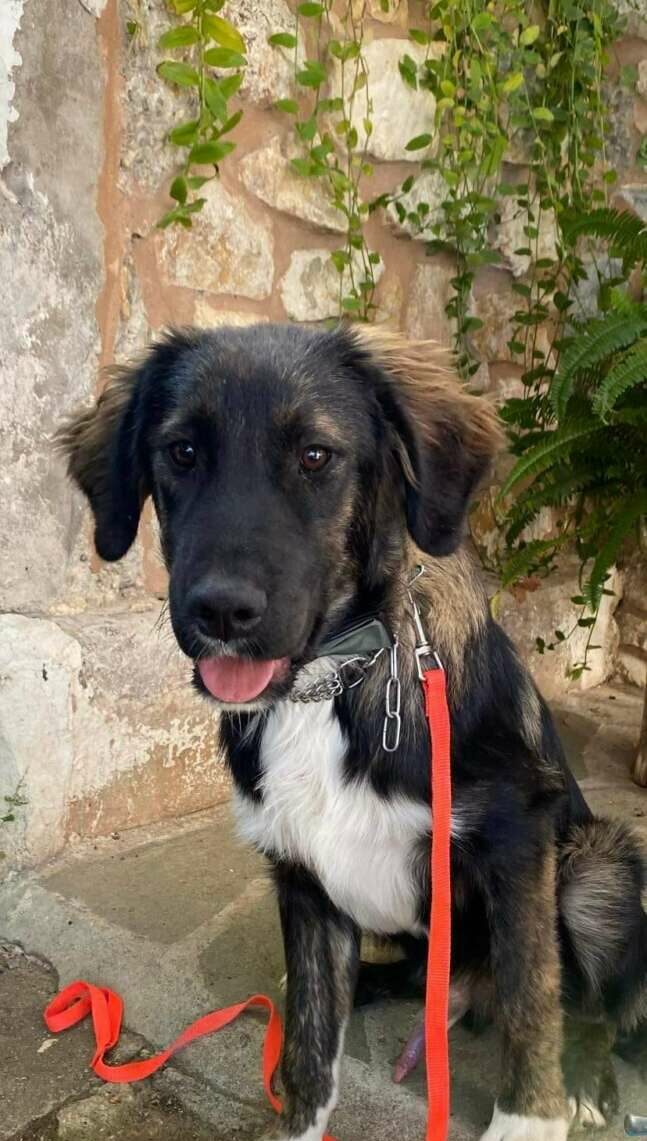 Jochem | Animal in need