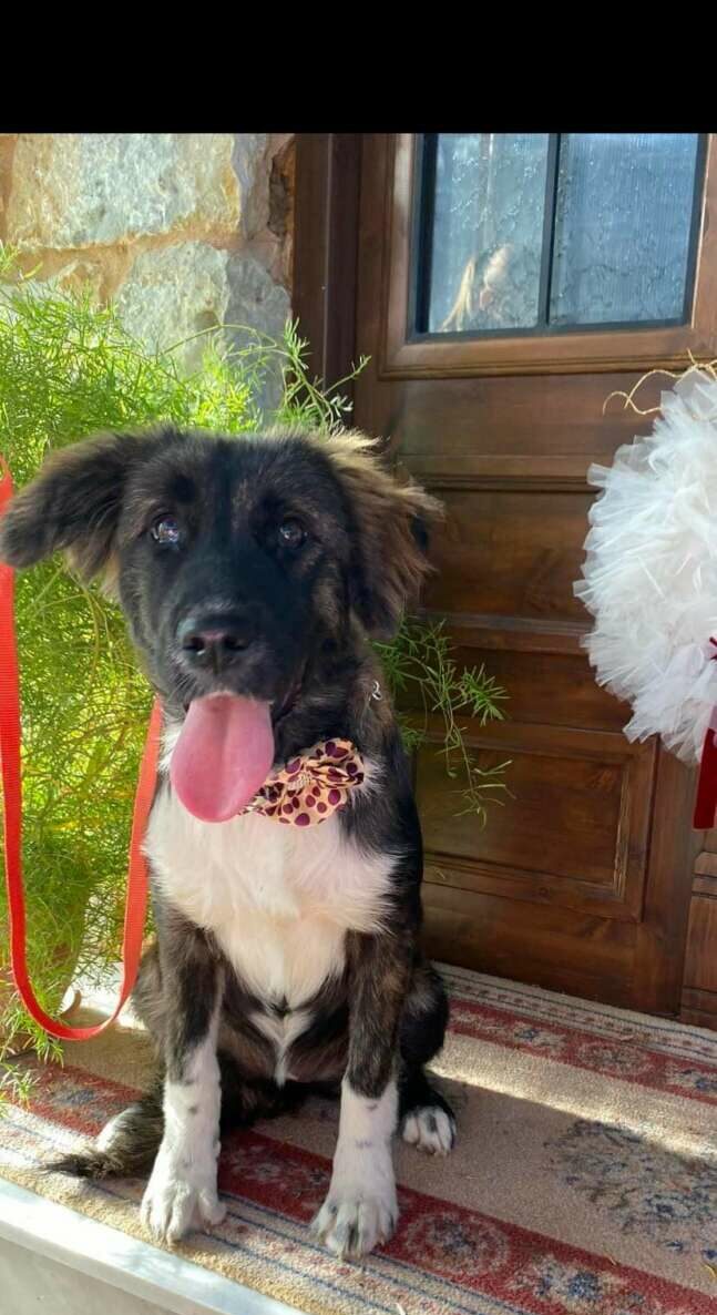 Josefien | Animal in need