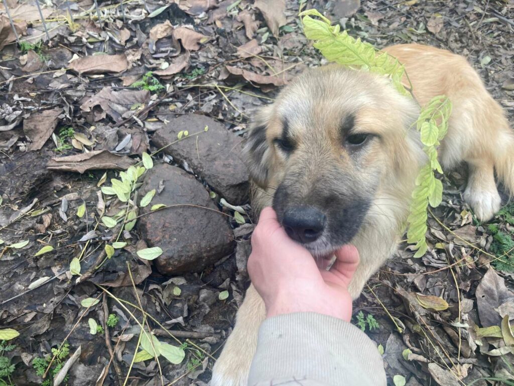 Daphne | Animal in need