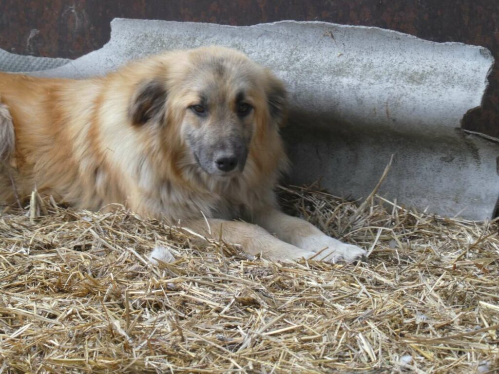 Daphne | Animal in need