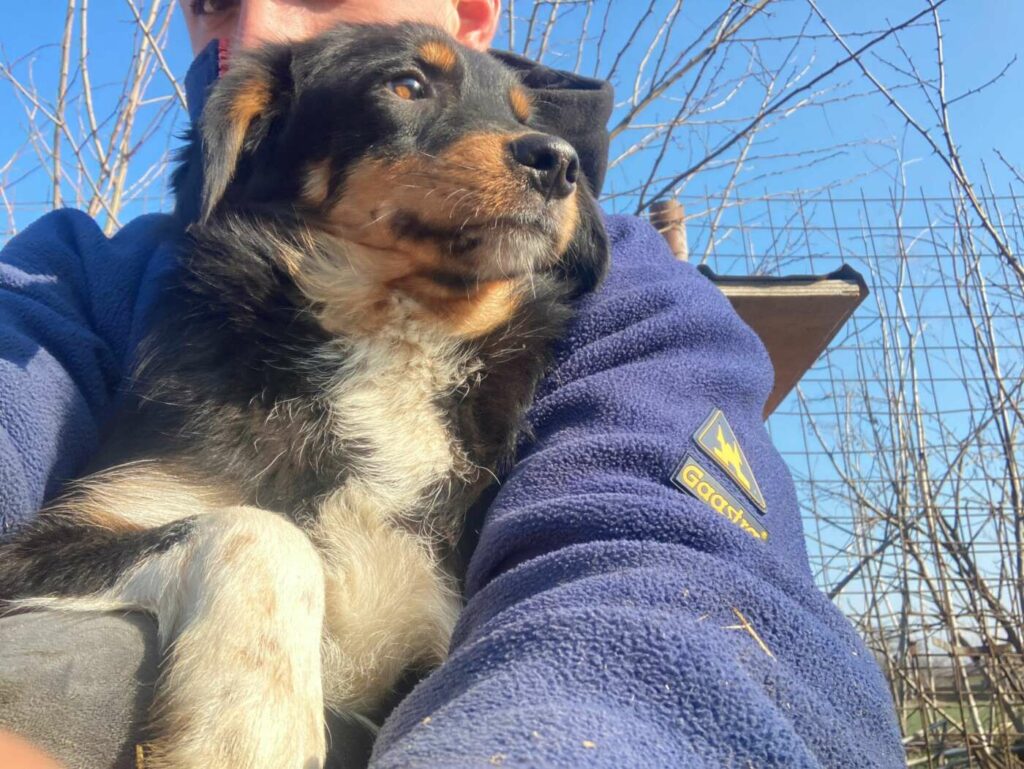 David | Animal in need