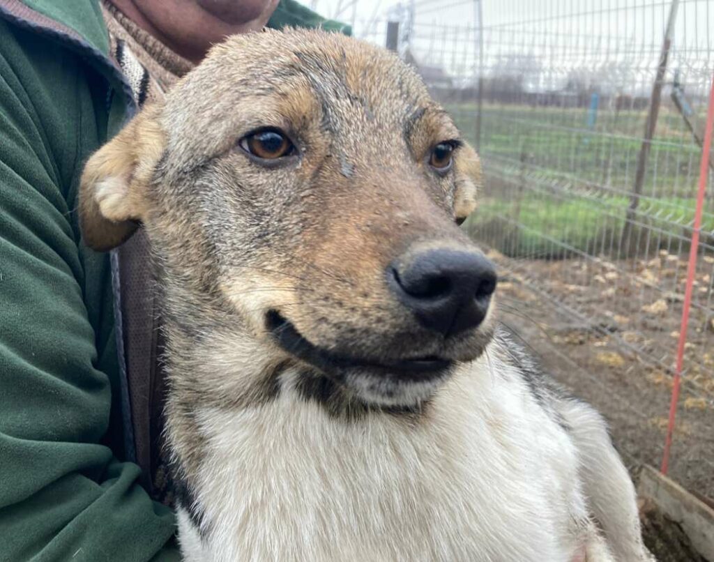 Marinus | Animal in need