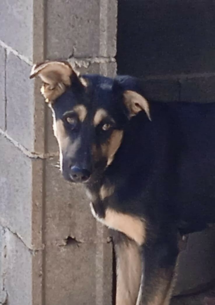 Tasso | Animal in need