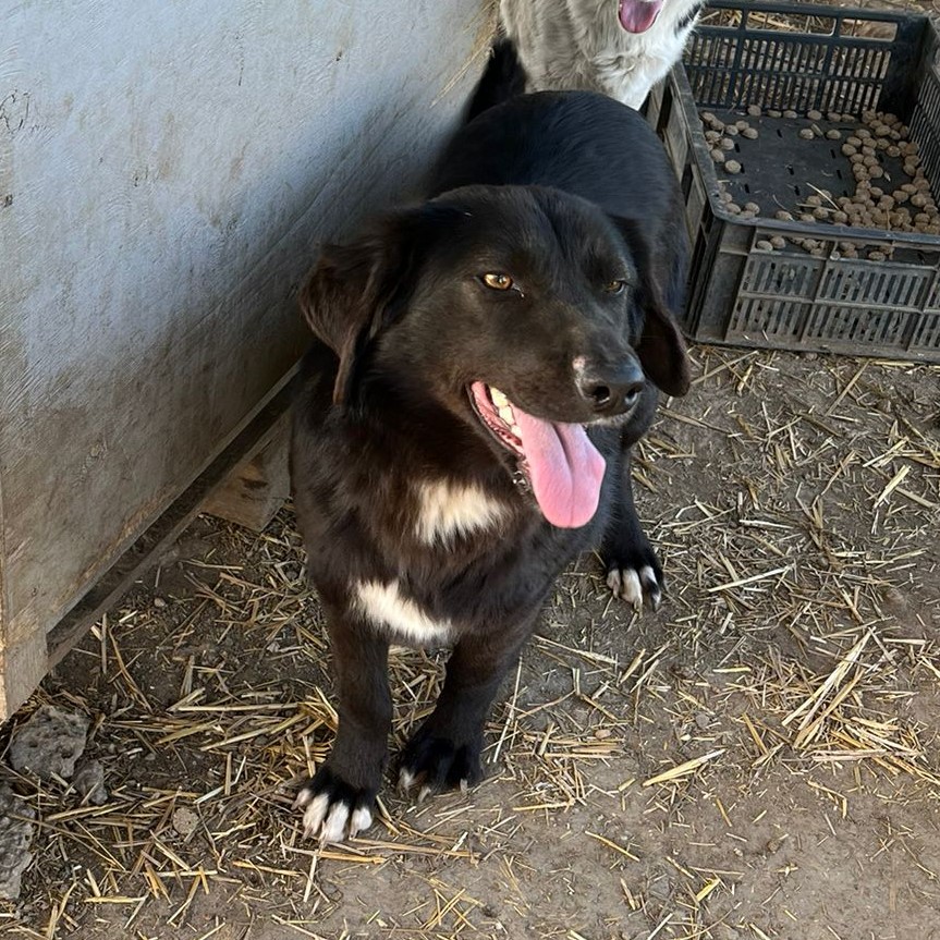 Anda | Animal in need