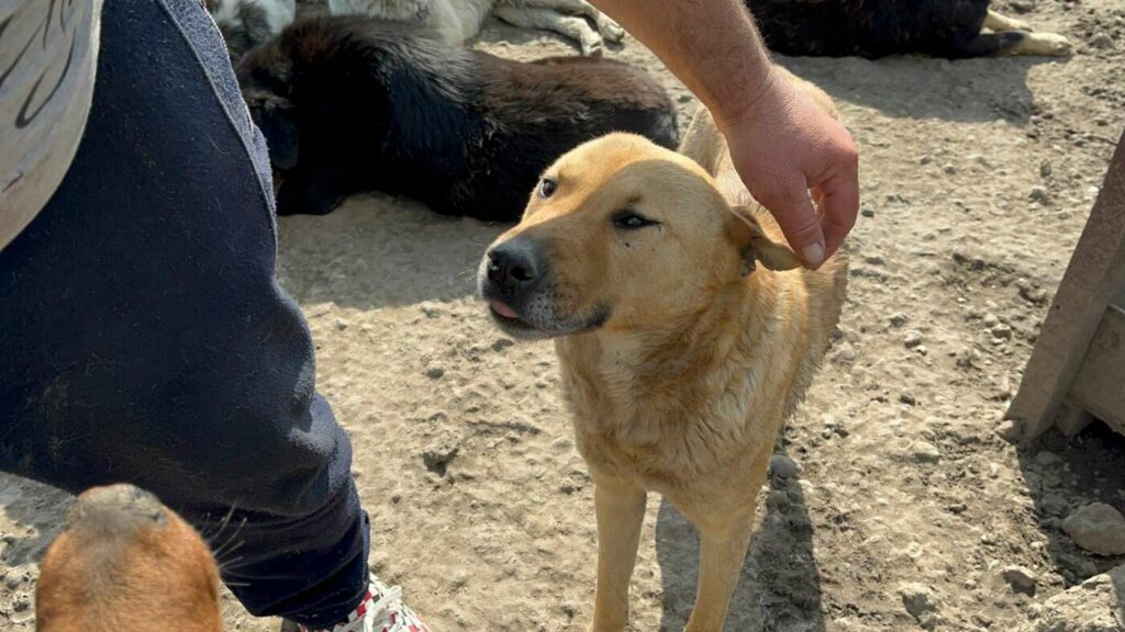 Laura | Animal in need