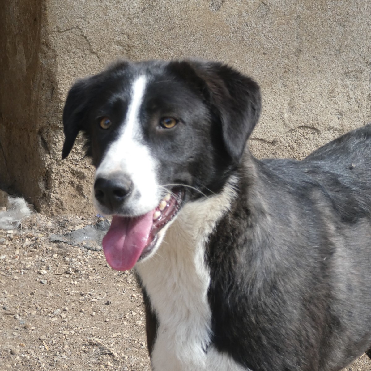 Ayla | Animal in need