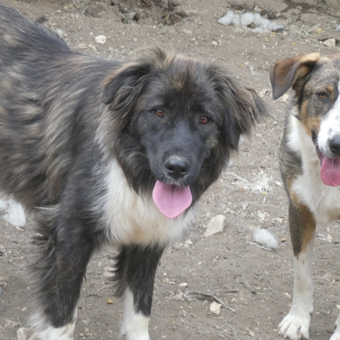 Josefien | Animal in need