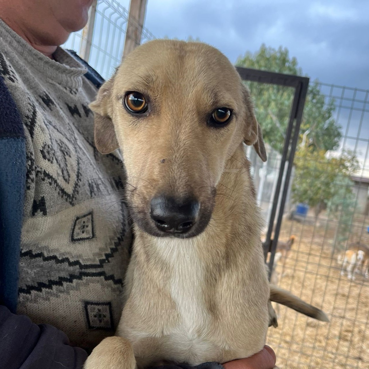 Darius | Animal in need