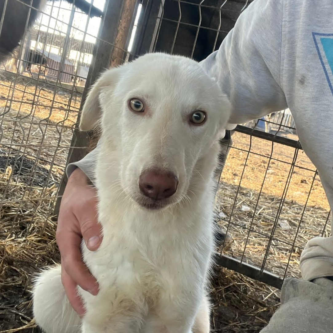Wendy | Animal in need
