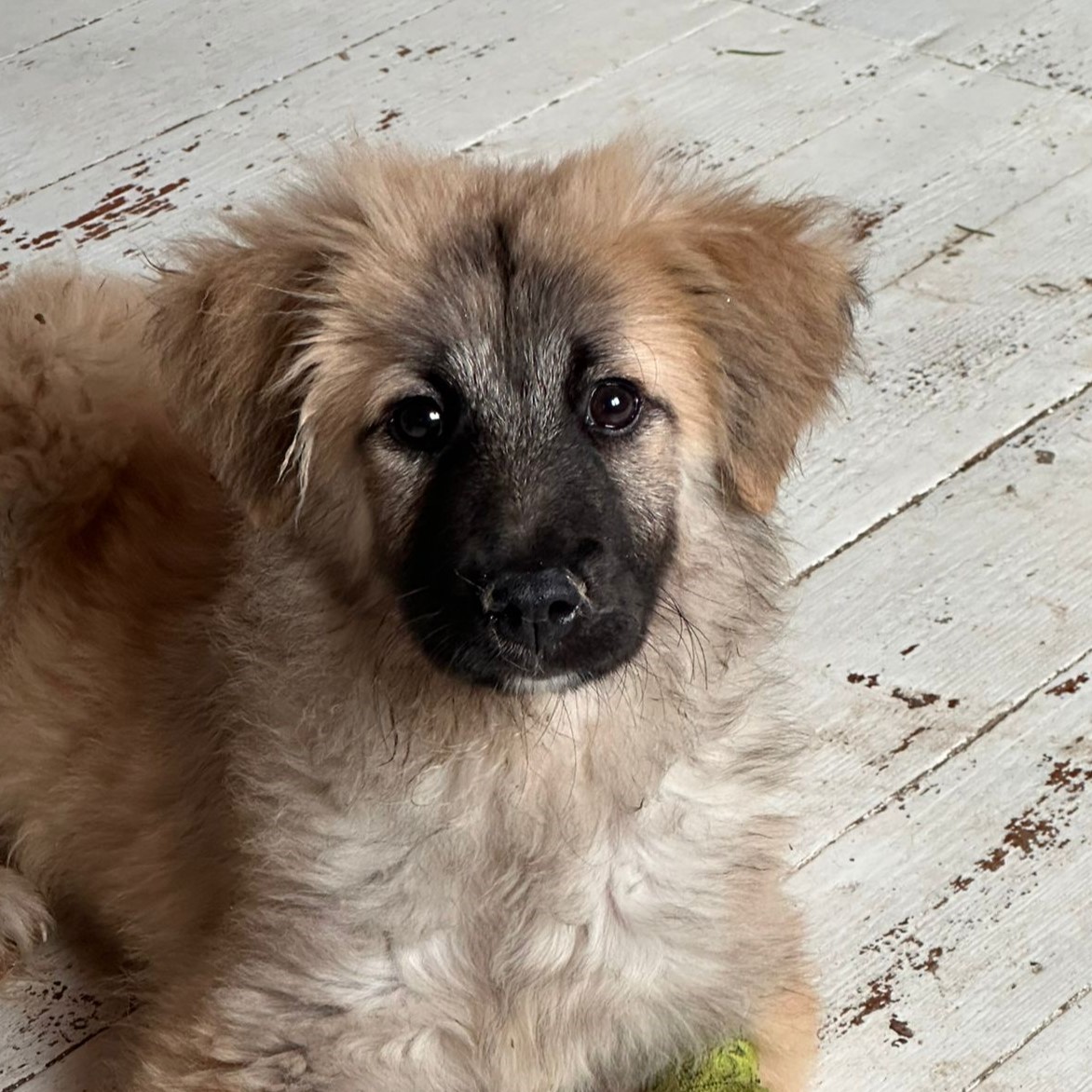 Lira | Animal in need