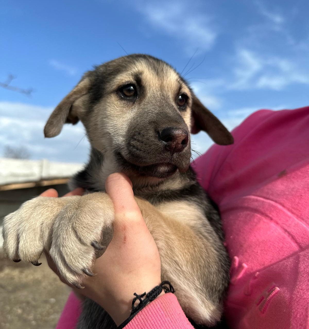Bounty | Animal in need