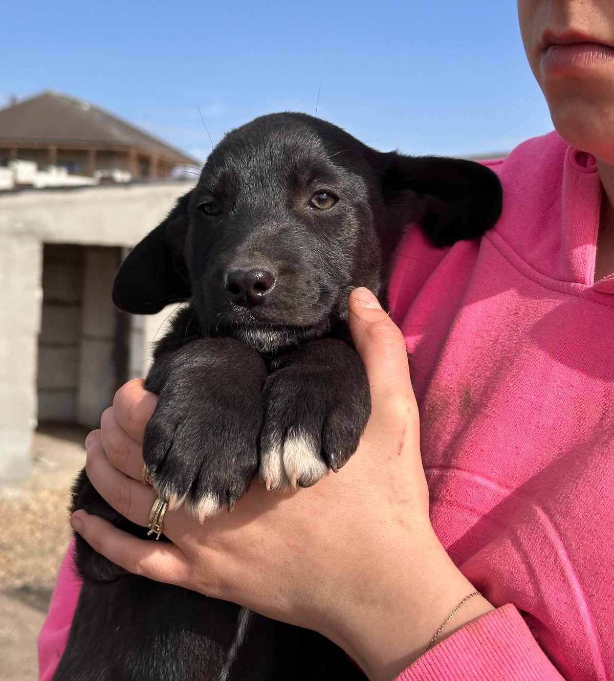 Resses | Animal in need