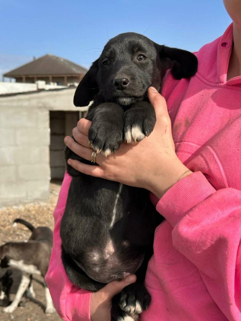 Resses | Animal in need