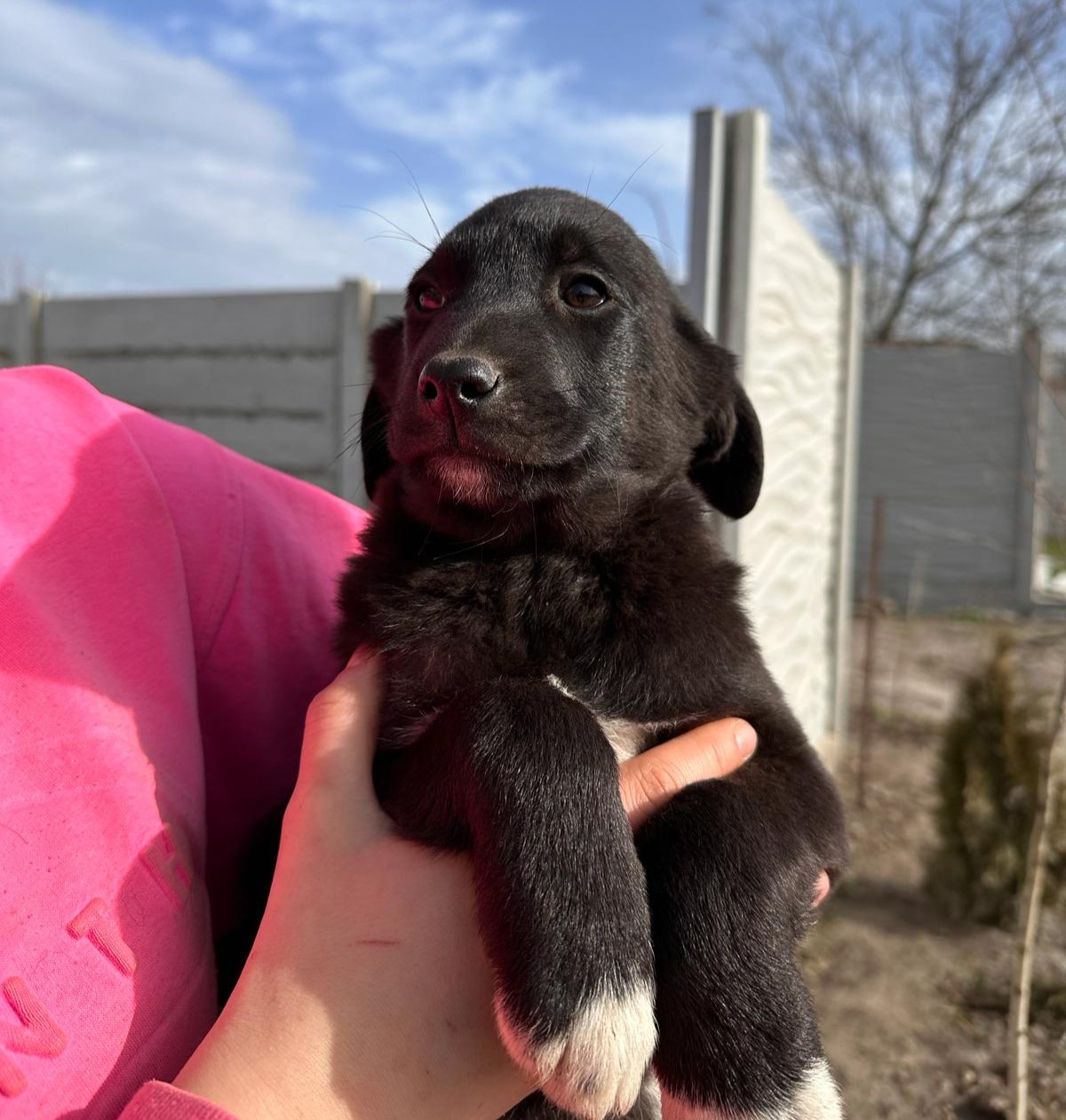 Snikers | Animal in need