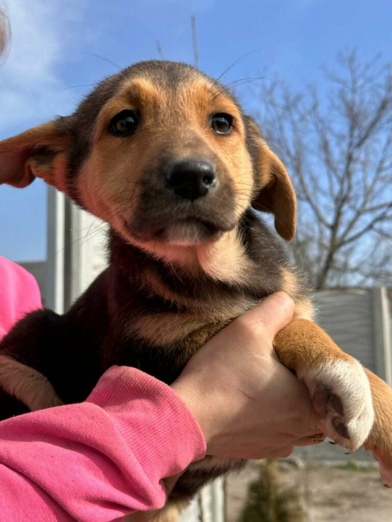 Twix | Animal in need