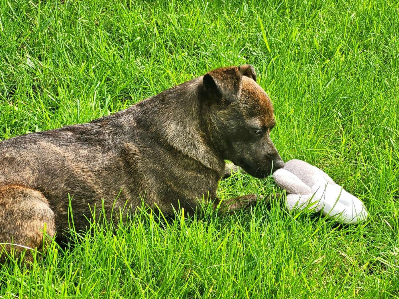 Kara | Animal in need