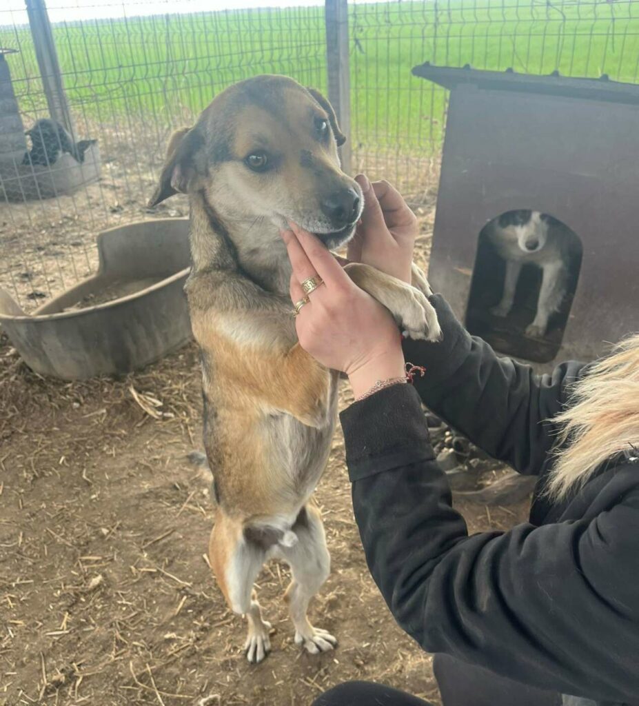 Marcus | Animal in need