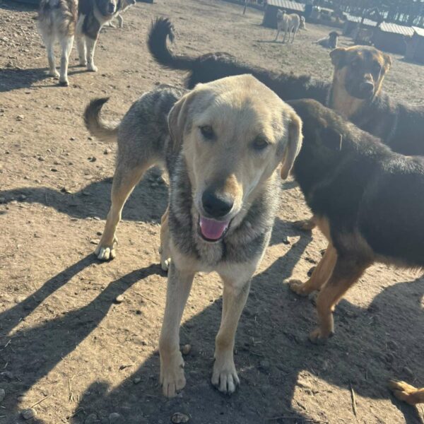 Animal in need | Stichting Second Chance Foundation Nederland