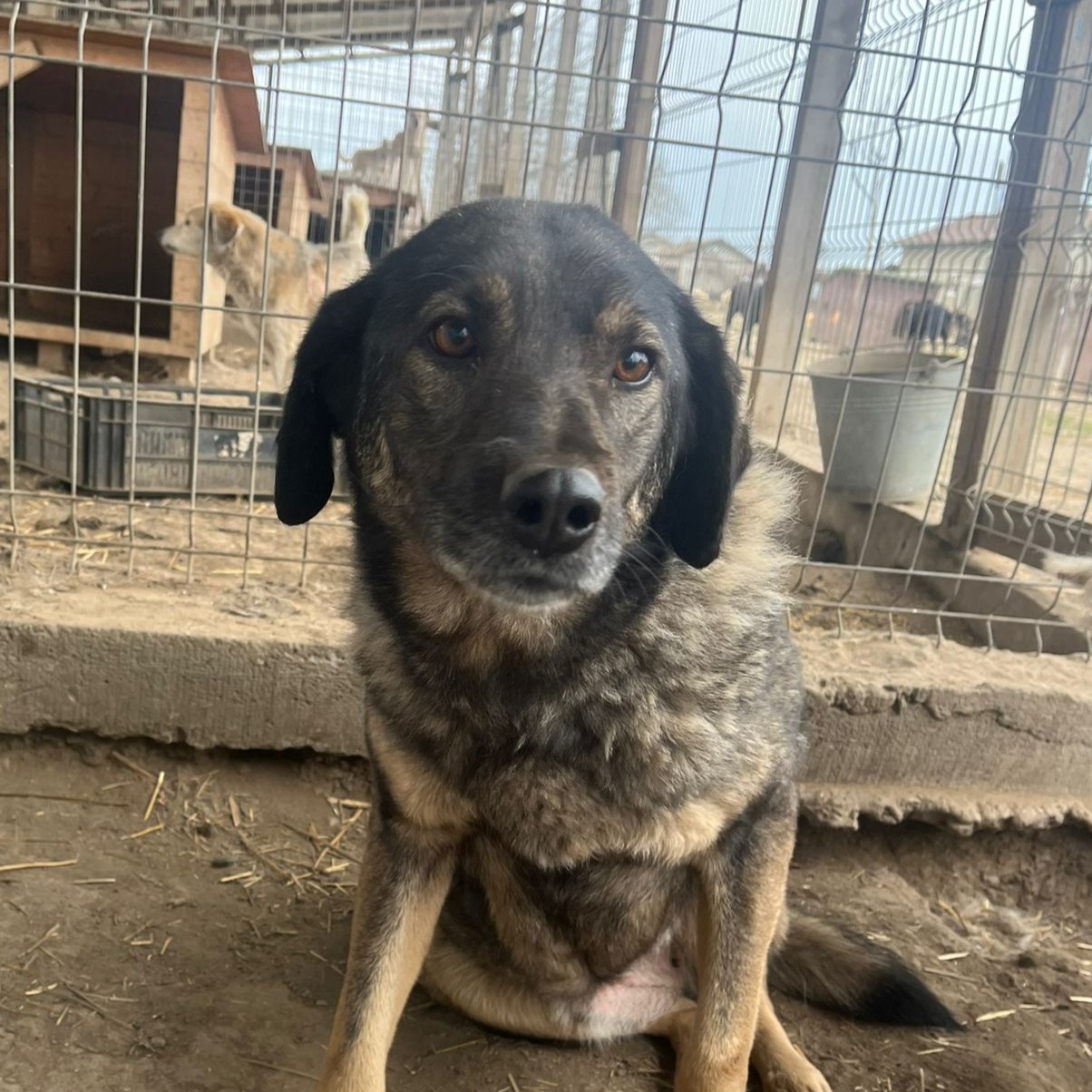 Sarah | Animal in need