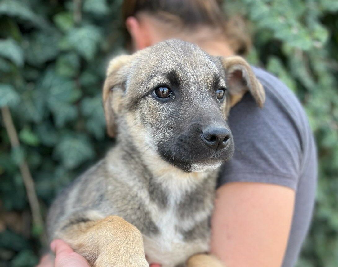 Kaz | Animal in need