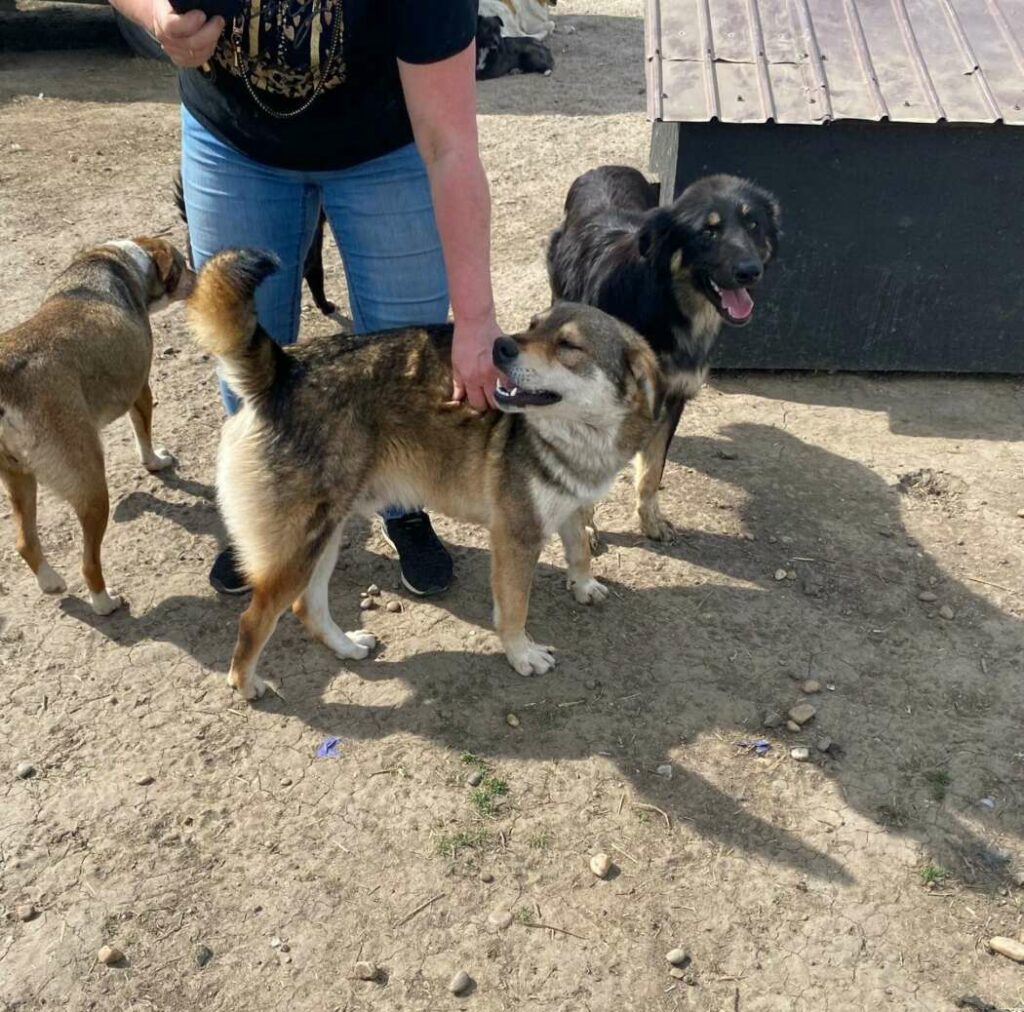 Tanky | Animal in need