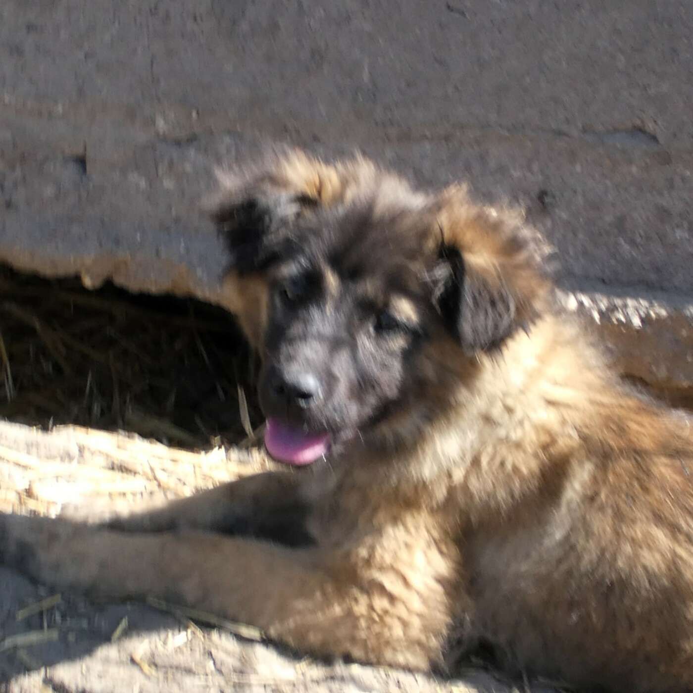 Ursa | Animal in need