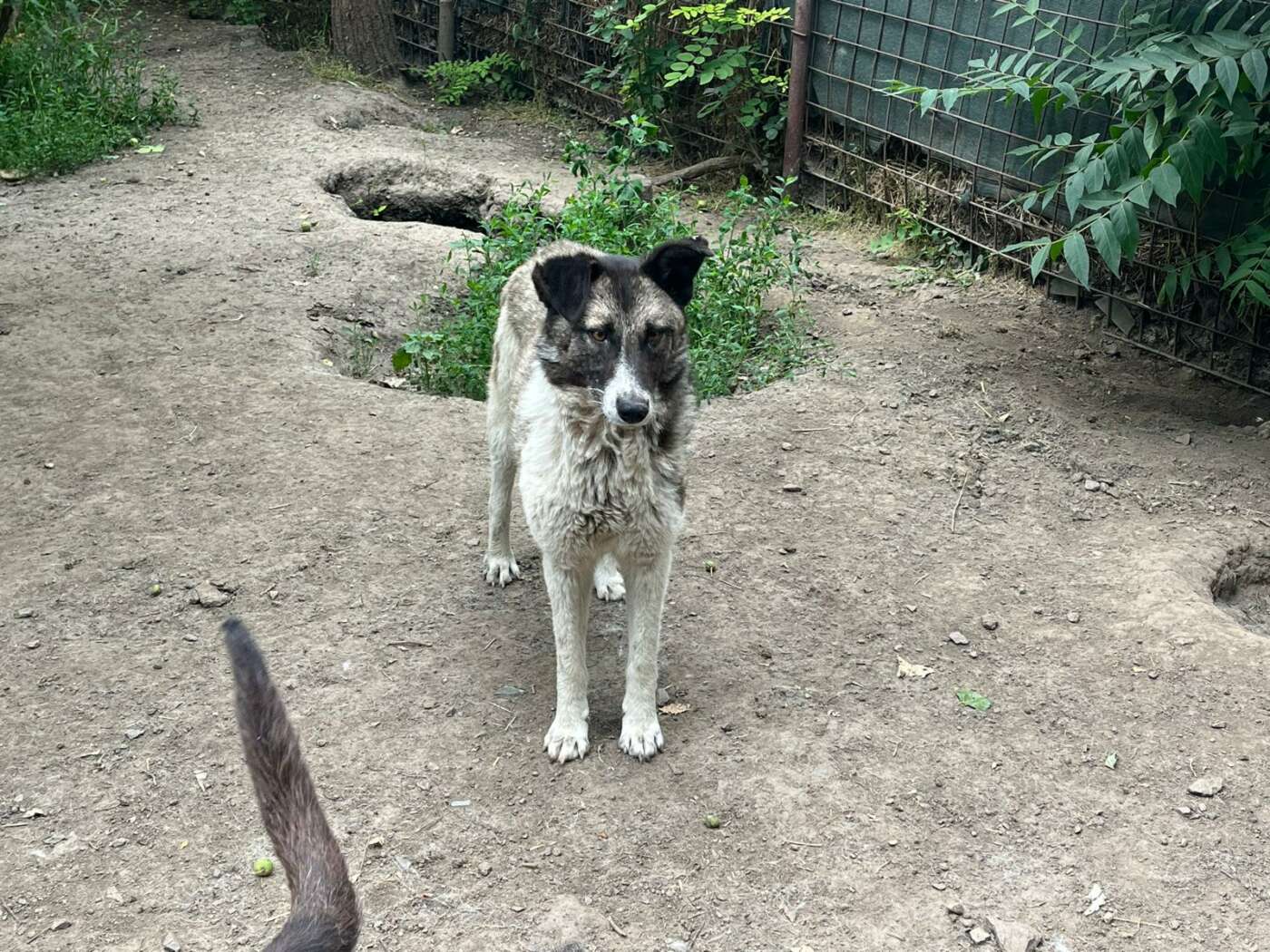 Sally | Animal in need