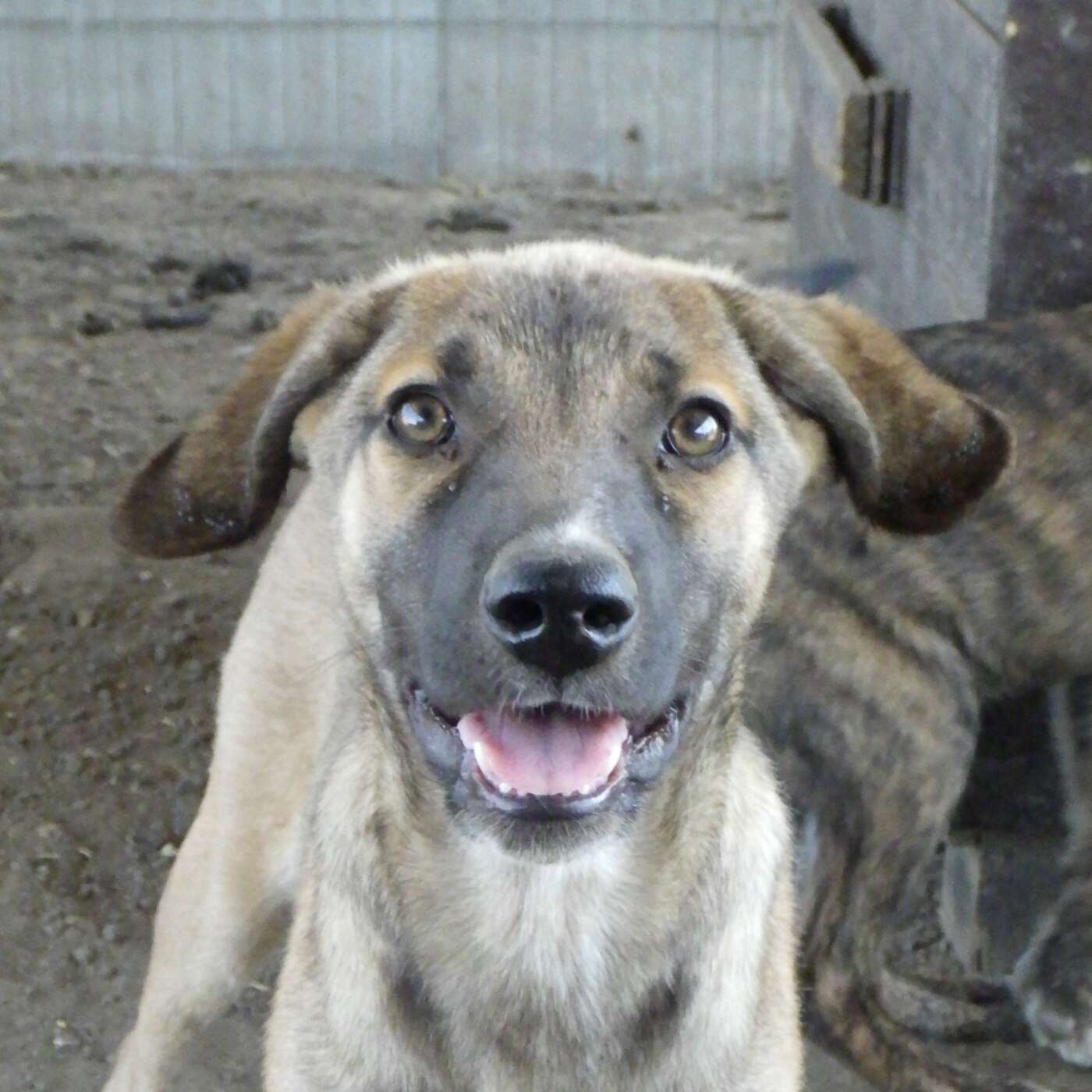 Desja | Animal in need