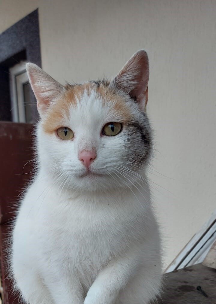 Lisa | Animal in need