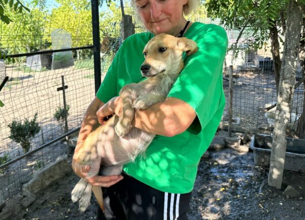 Sil | Animal in need