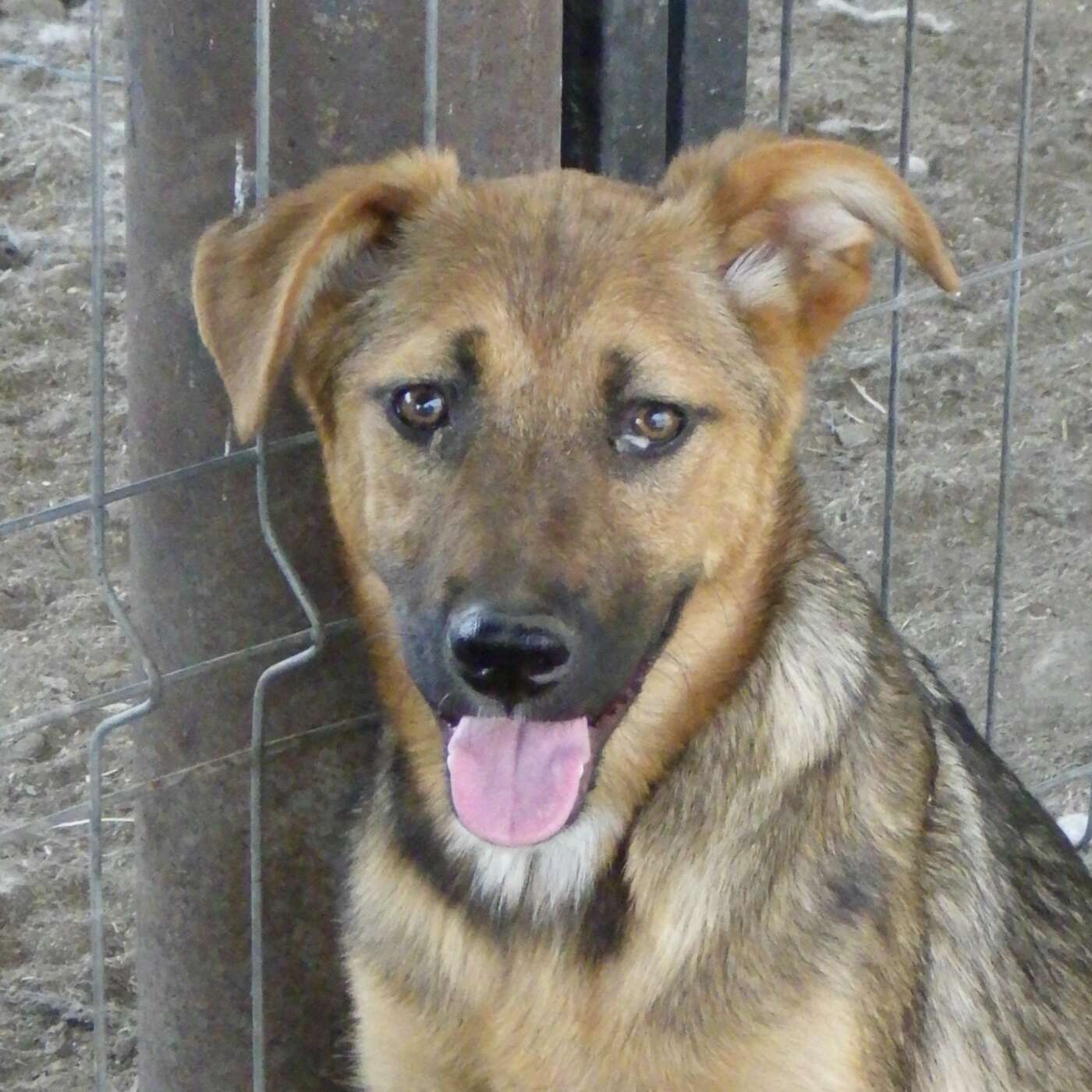 Suusje | Animal in need