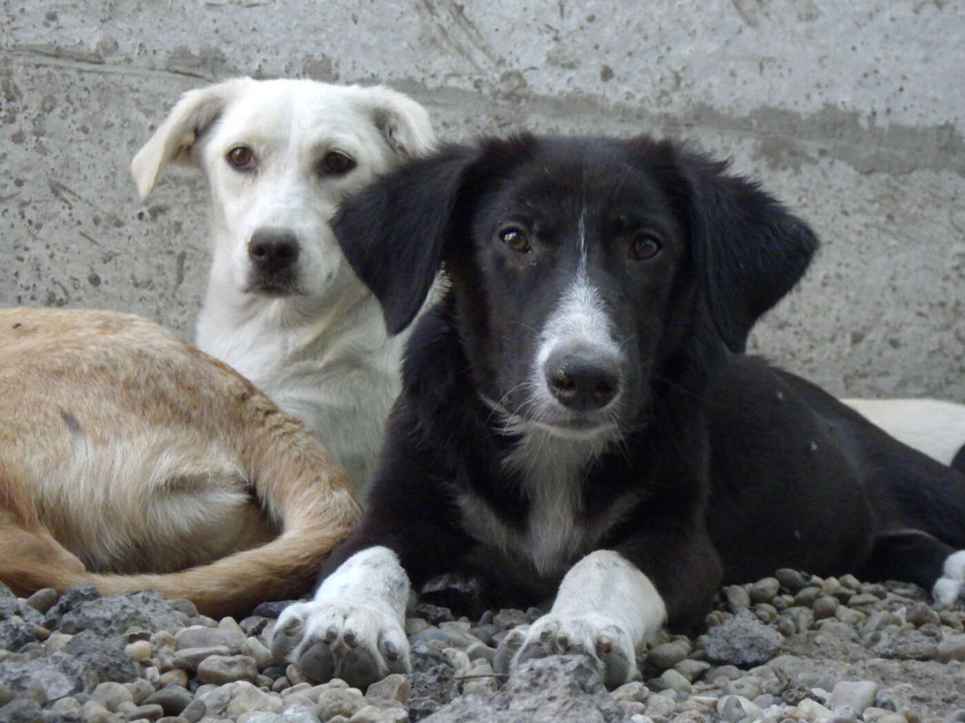 Zen | Animal in need