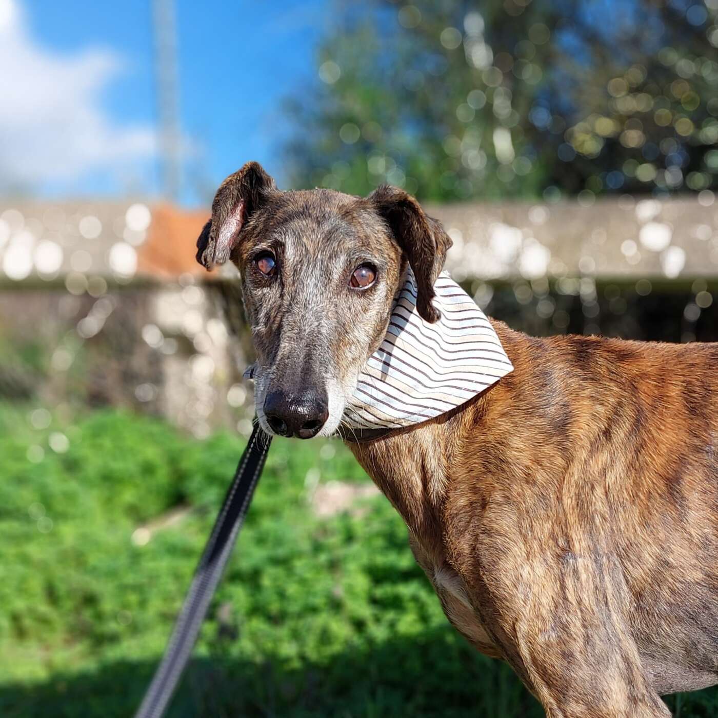 Hugo | Animal in need