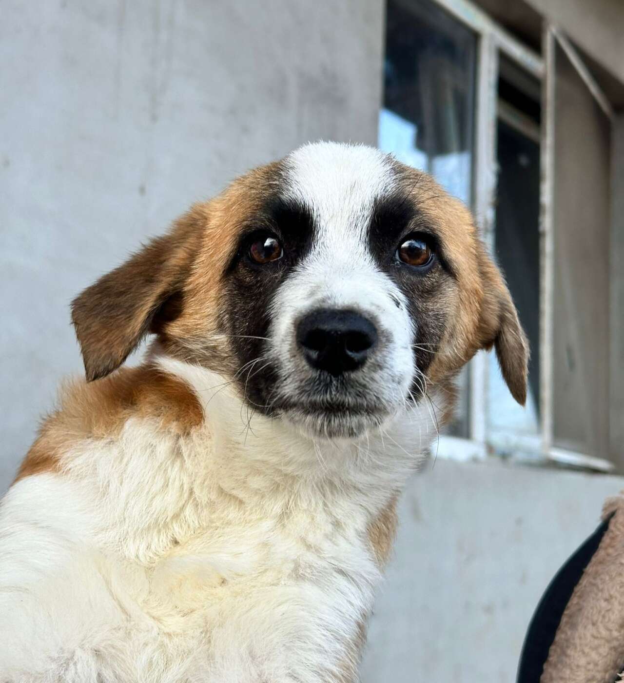 Liza | Animal in need