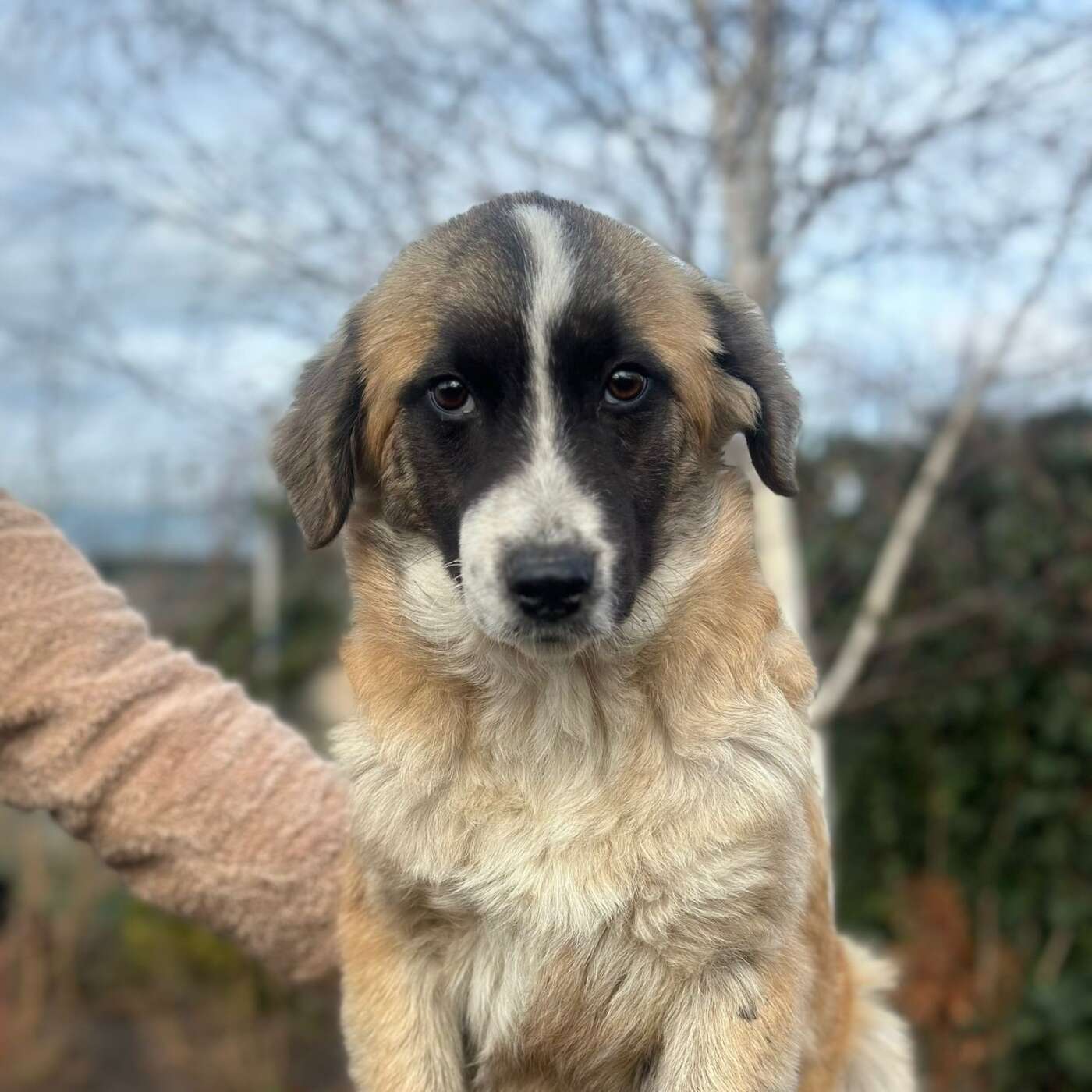 London | Animal in need
