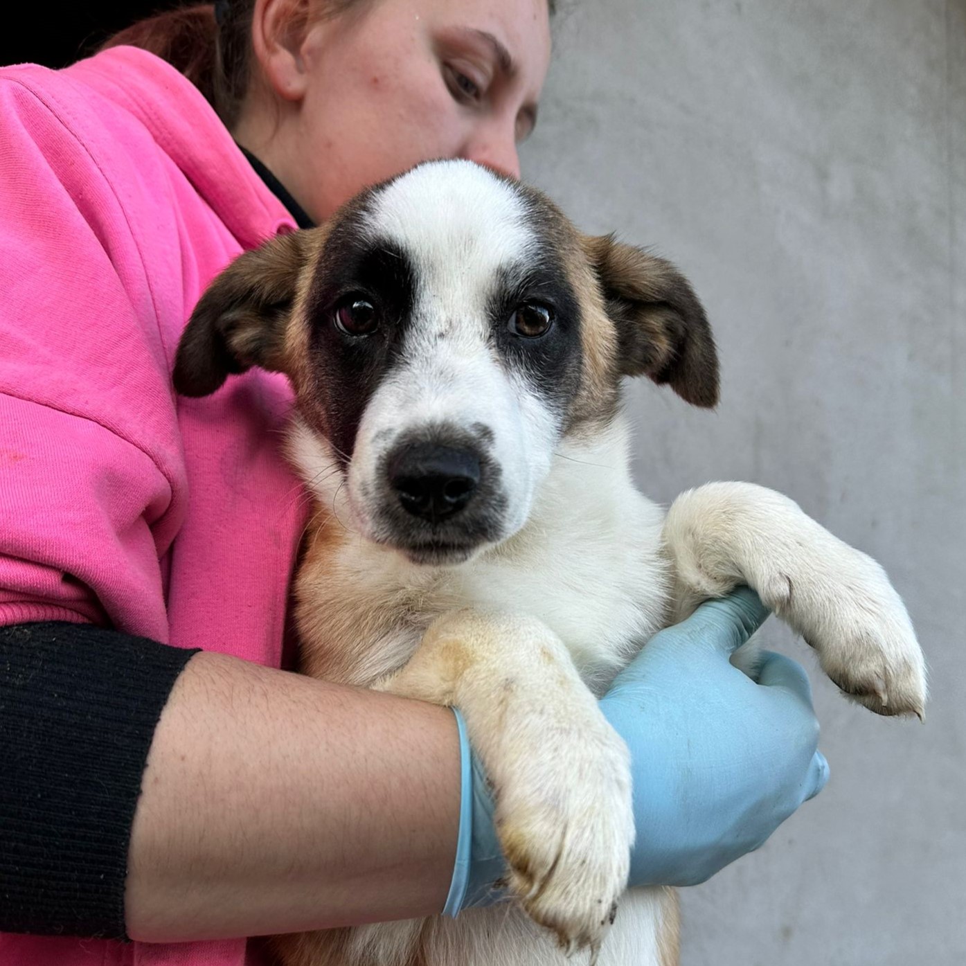 Luana | Animal in need