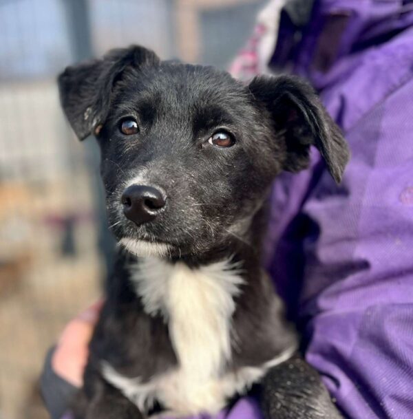 Animal in need | Stichting Second Chance Foundation Nederland