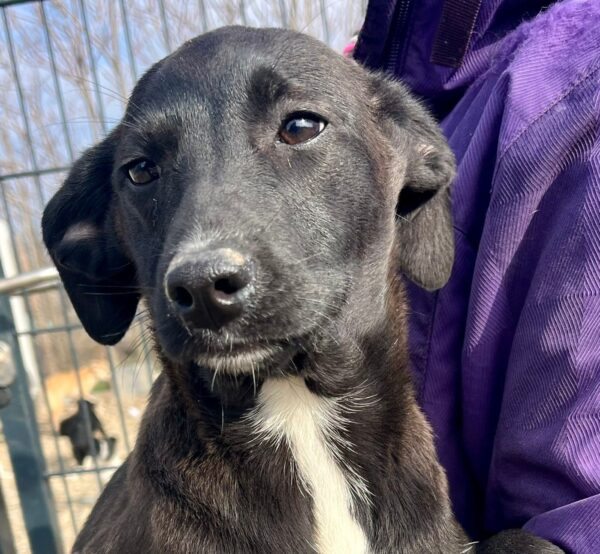 Animal in need | Stichting Second Chance Foundation Nederland