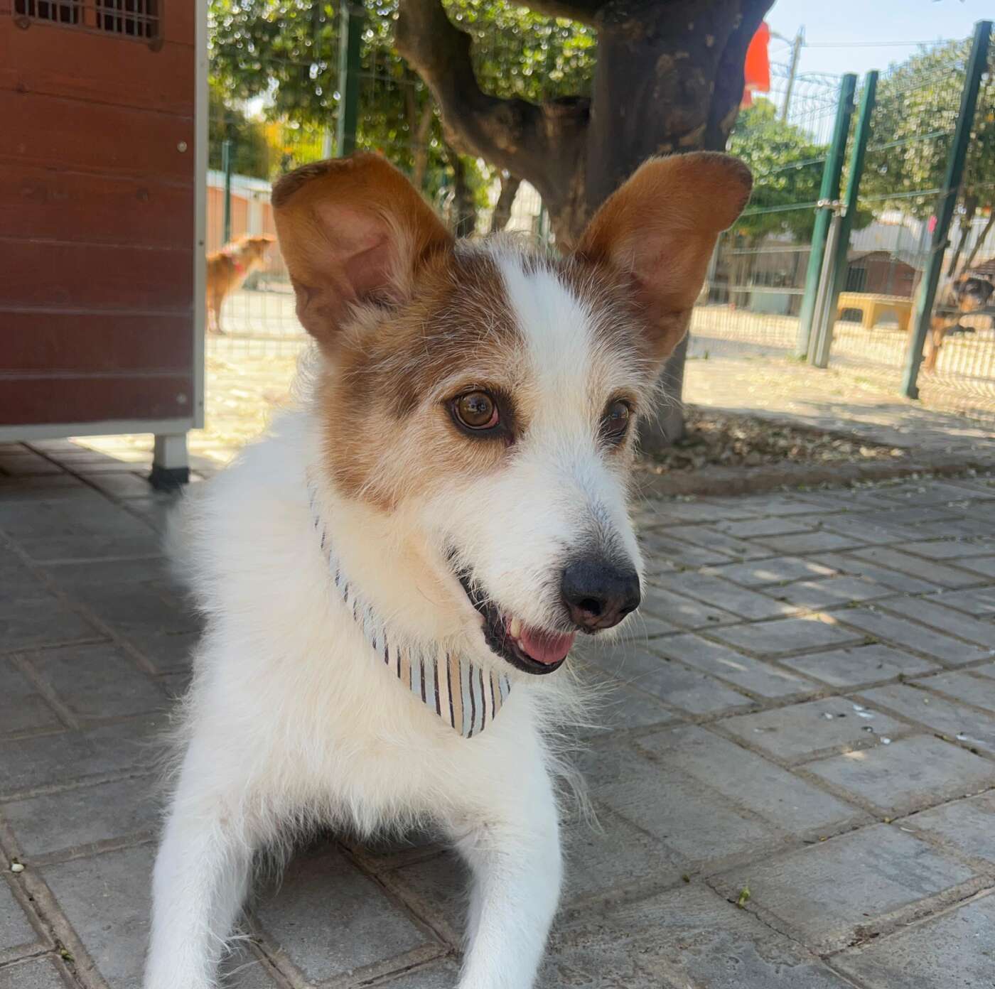 Zazu | Animal in need