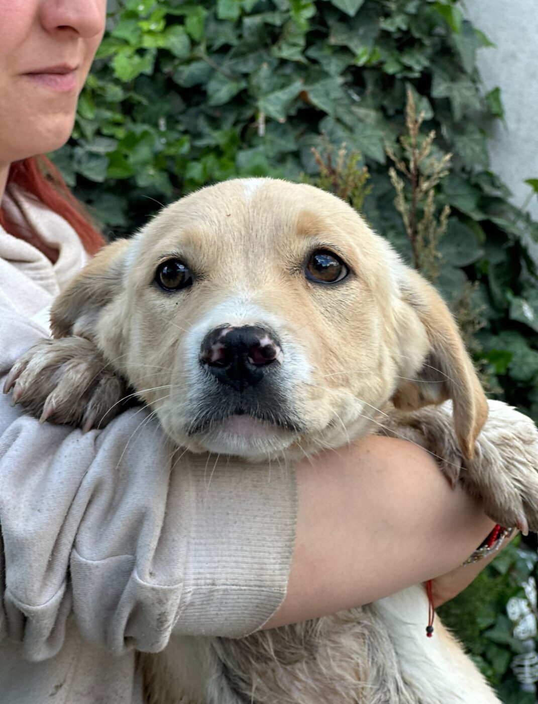 Mark | Animal in need