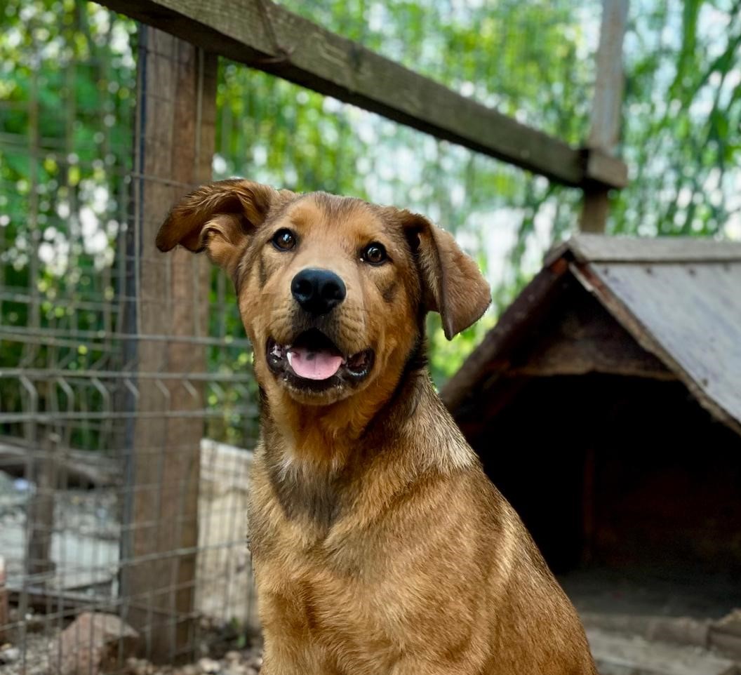 Wandor | Animal in need