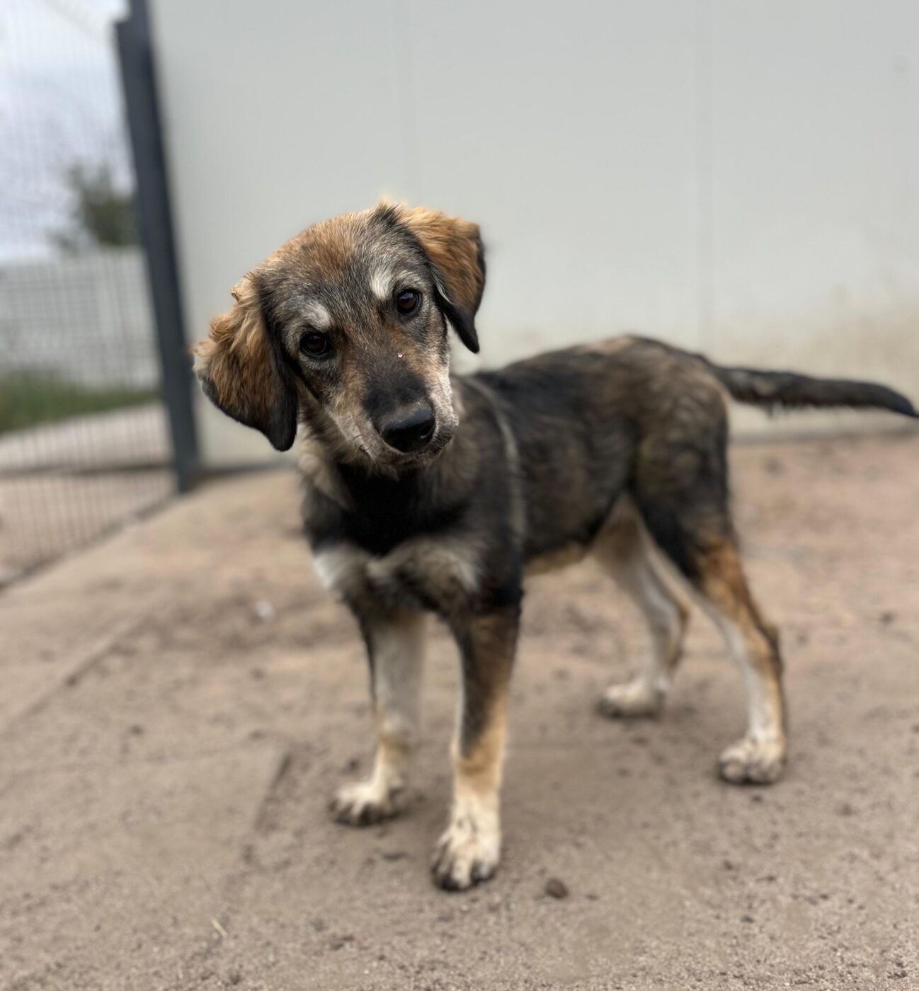 Vily | Animal in need