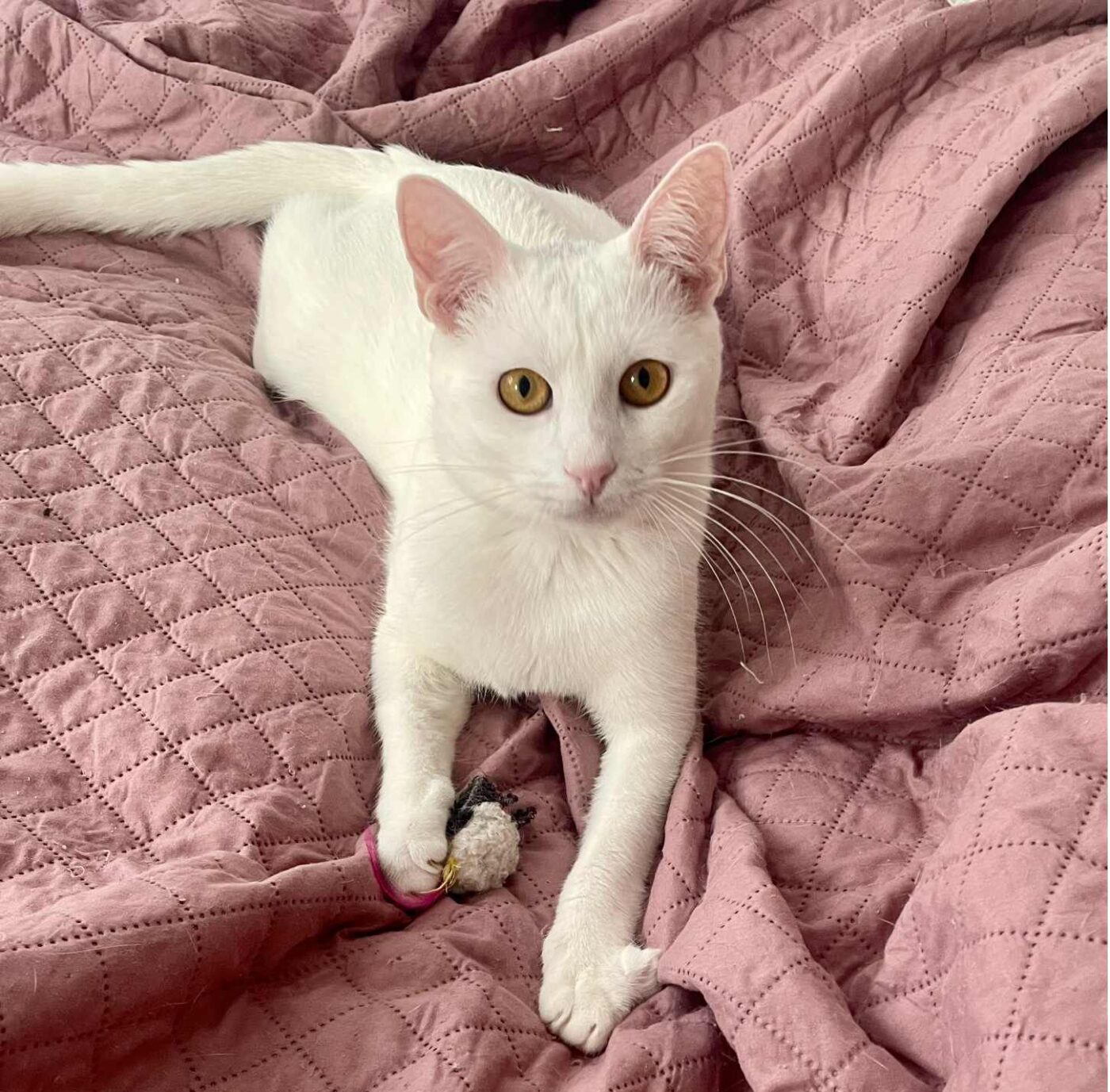 Emilio | Animal in need