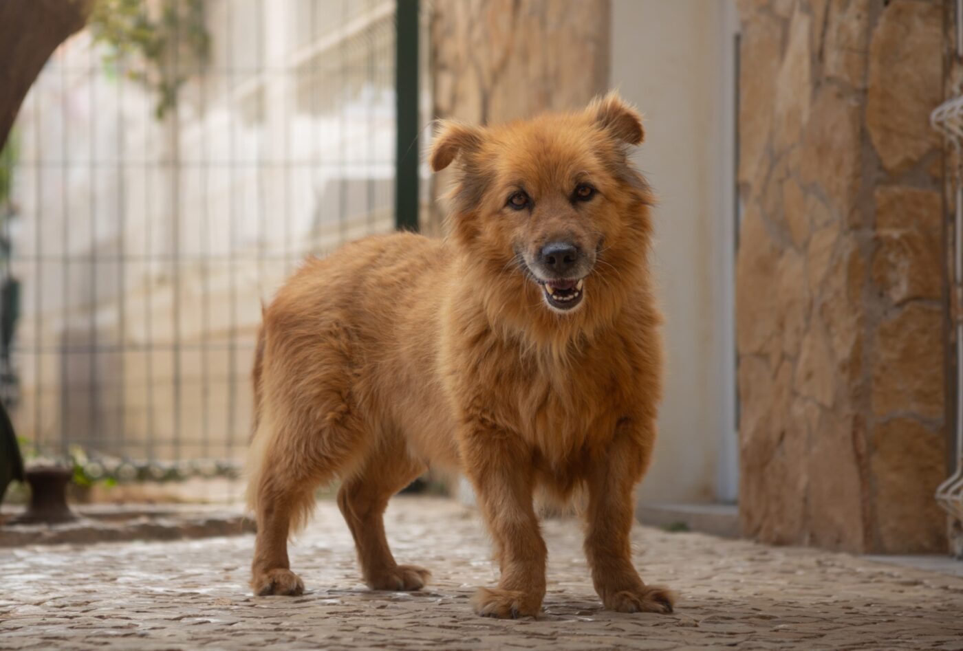 Fozzy | Animal in need