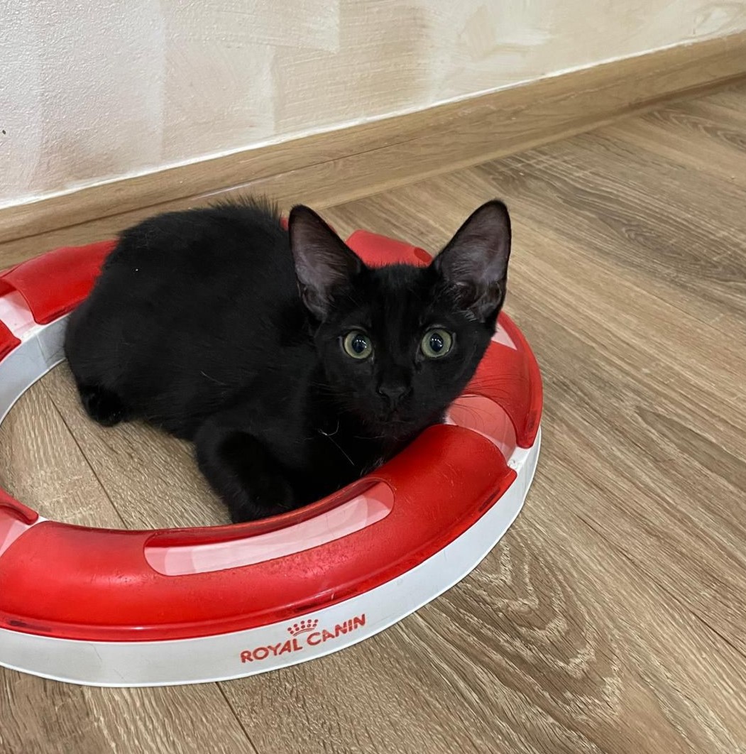 Susan | Animal in need