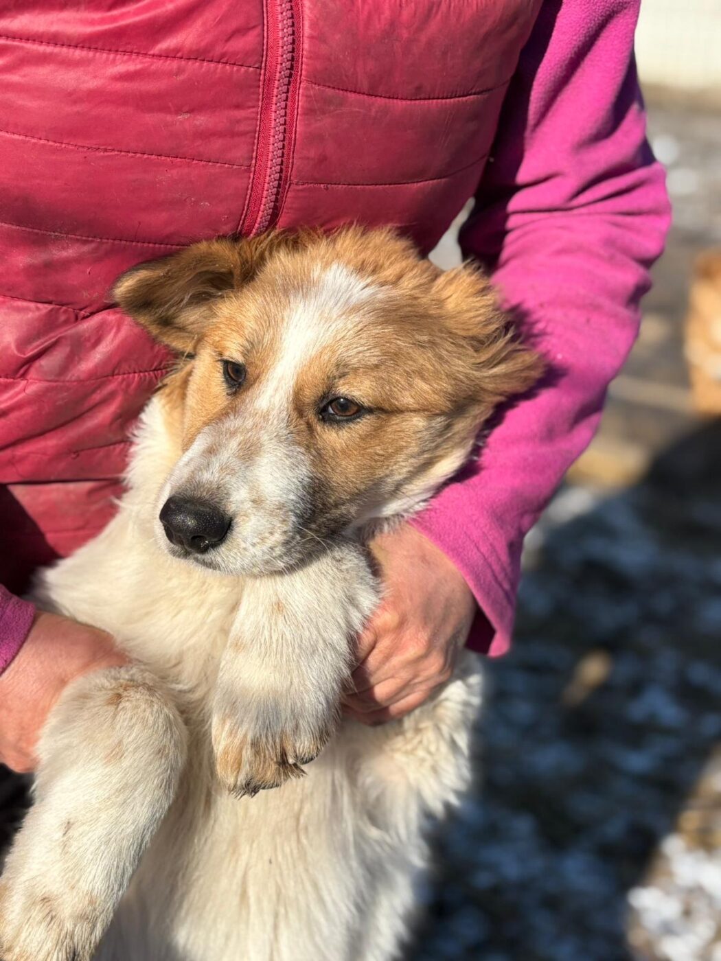 Pippa | Animal in need